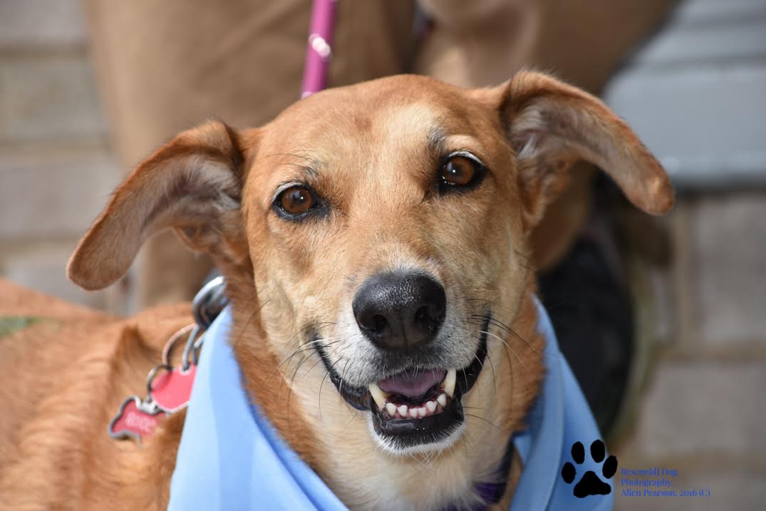 Friday's Friend! Dog Adoption, Operation Paws for Homes | from the Dog ...