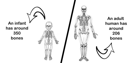 MORE BONES Newborn Baby Traits more-bones-newborn-baby-traits