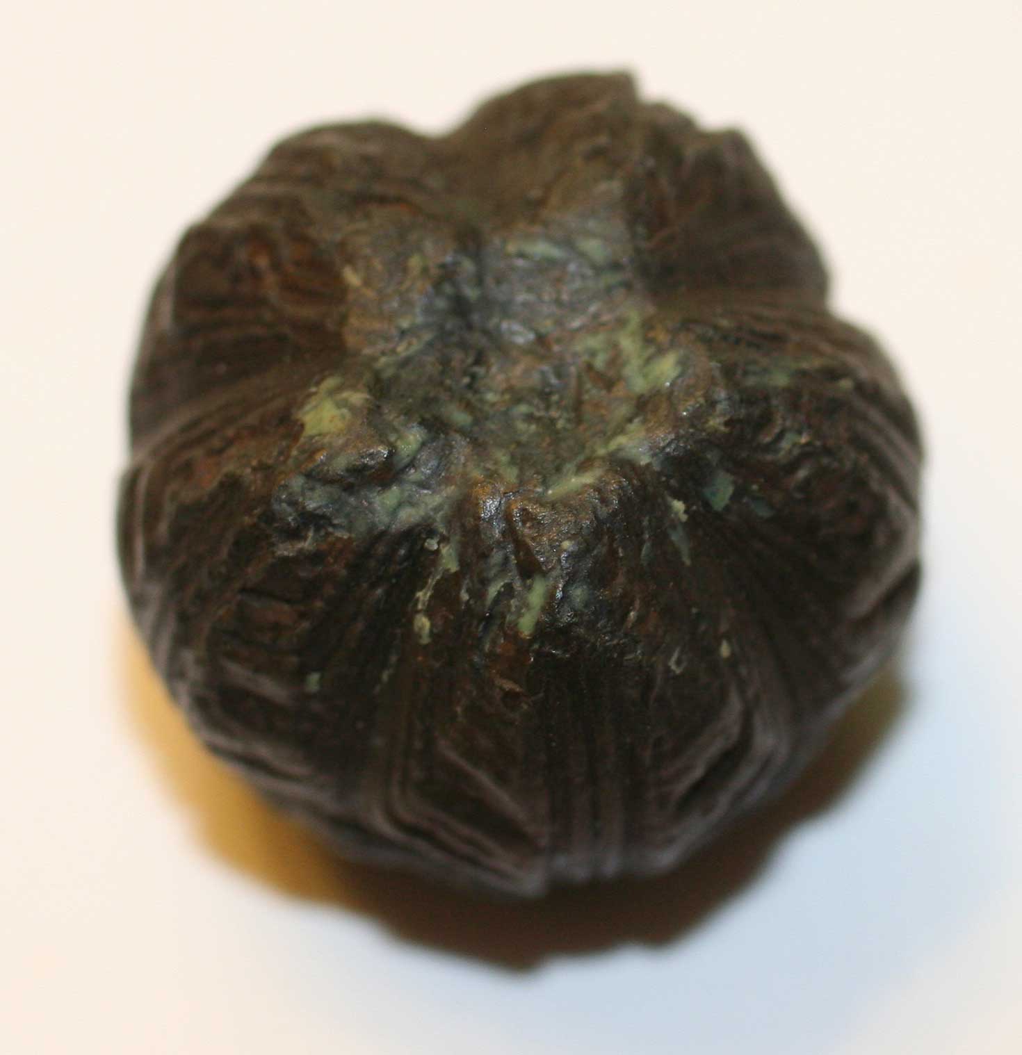 Louisville Fossils and Beyond: Orbitremites kentuckiensis Blastoid