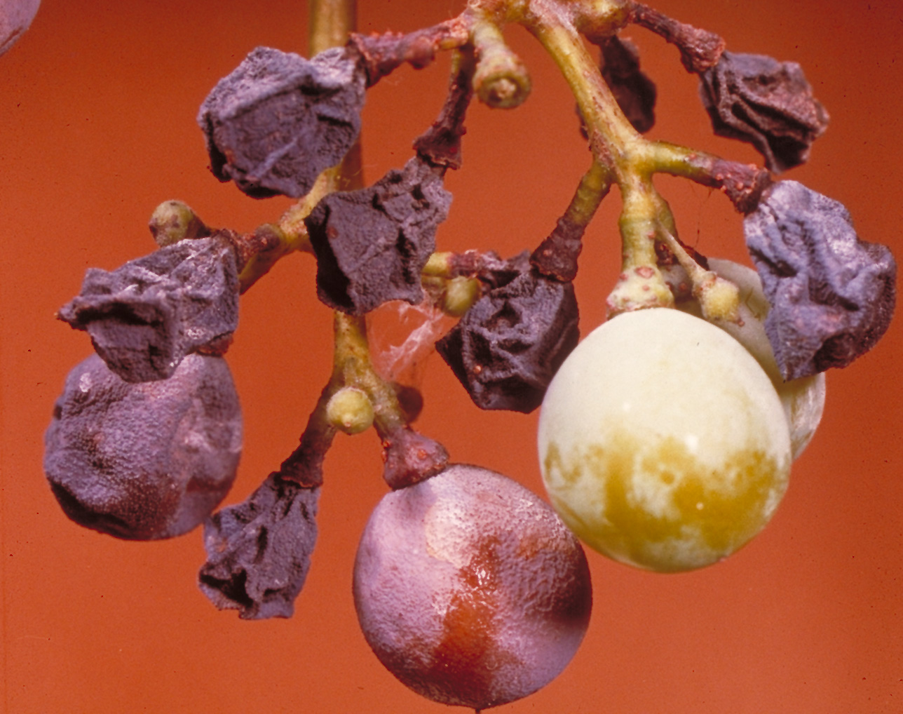 UK - Diseases of Fruit Crops & Ornamentals: Homeowner Grape Spray ...
