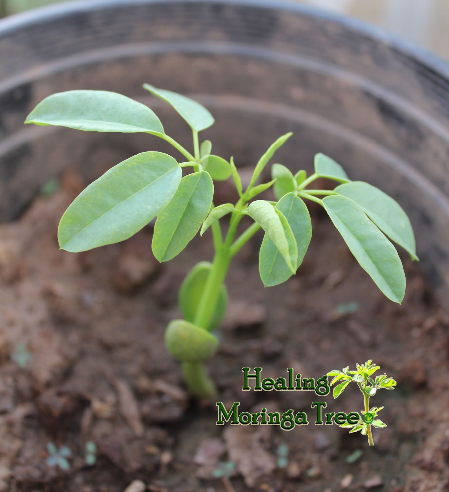 Healing Moringa Tree: Buy organic Moringa trees, seeds and Beauty products!
