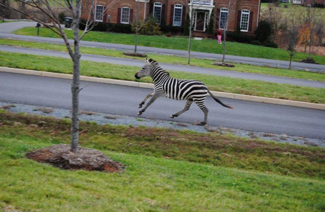 White Wolf : Baby Zebra escapes from a New York petting zoo and runs ...