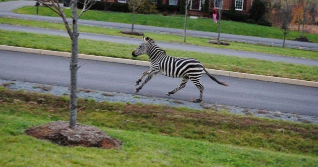 White Wolf : Baby Zebra escapes from a New York petting zoo and runs ...
