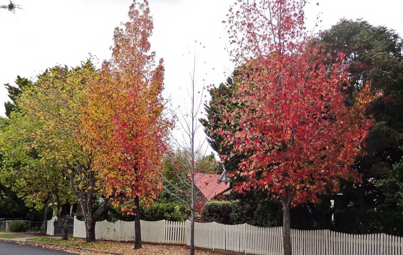 Historical Australian Towns: Armidale, NSW: Heritage, Museums and Galleries