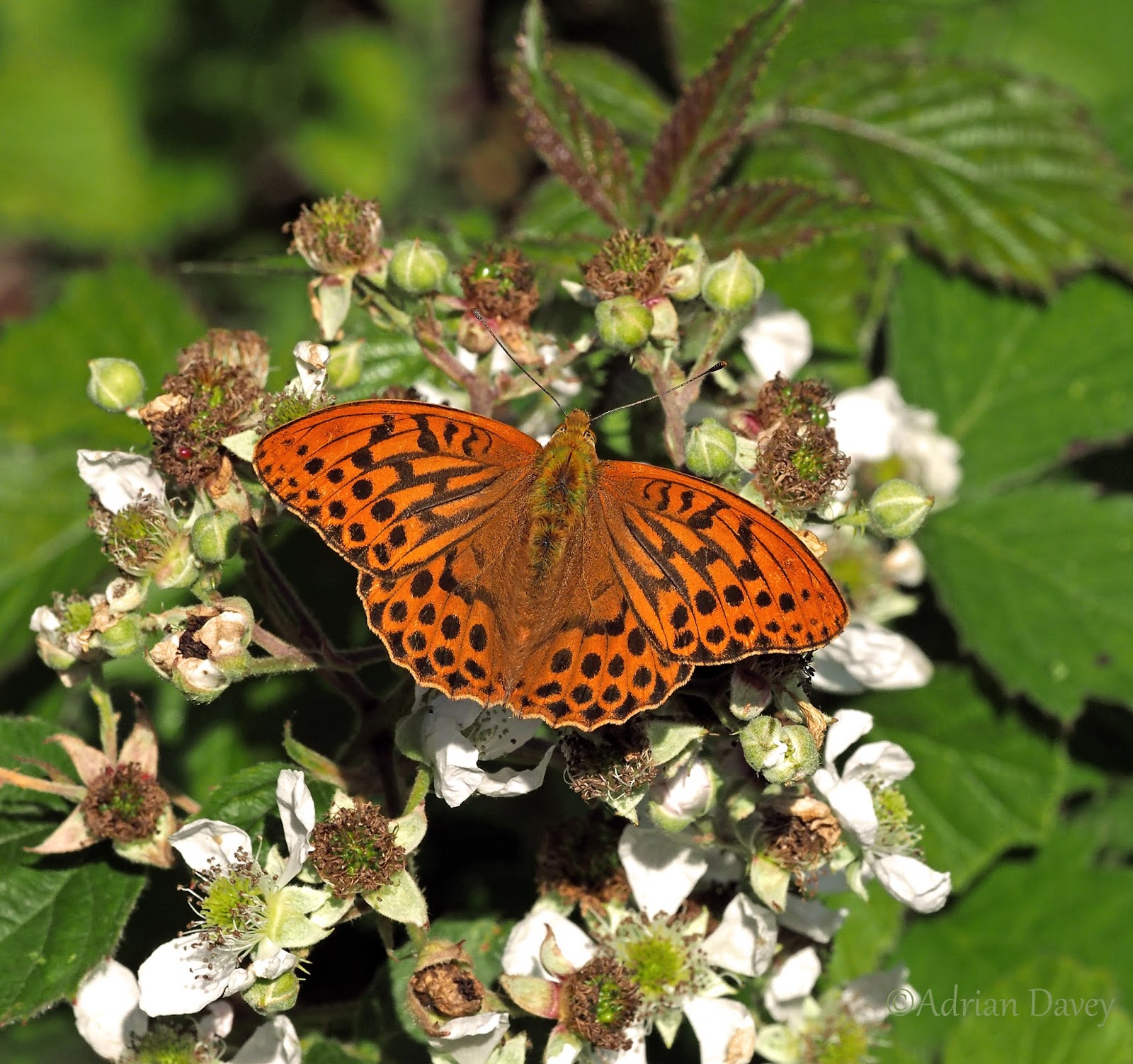 Adrian Davey Wildlife Photography Diary: Silver Washed Fritillary
