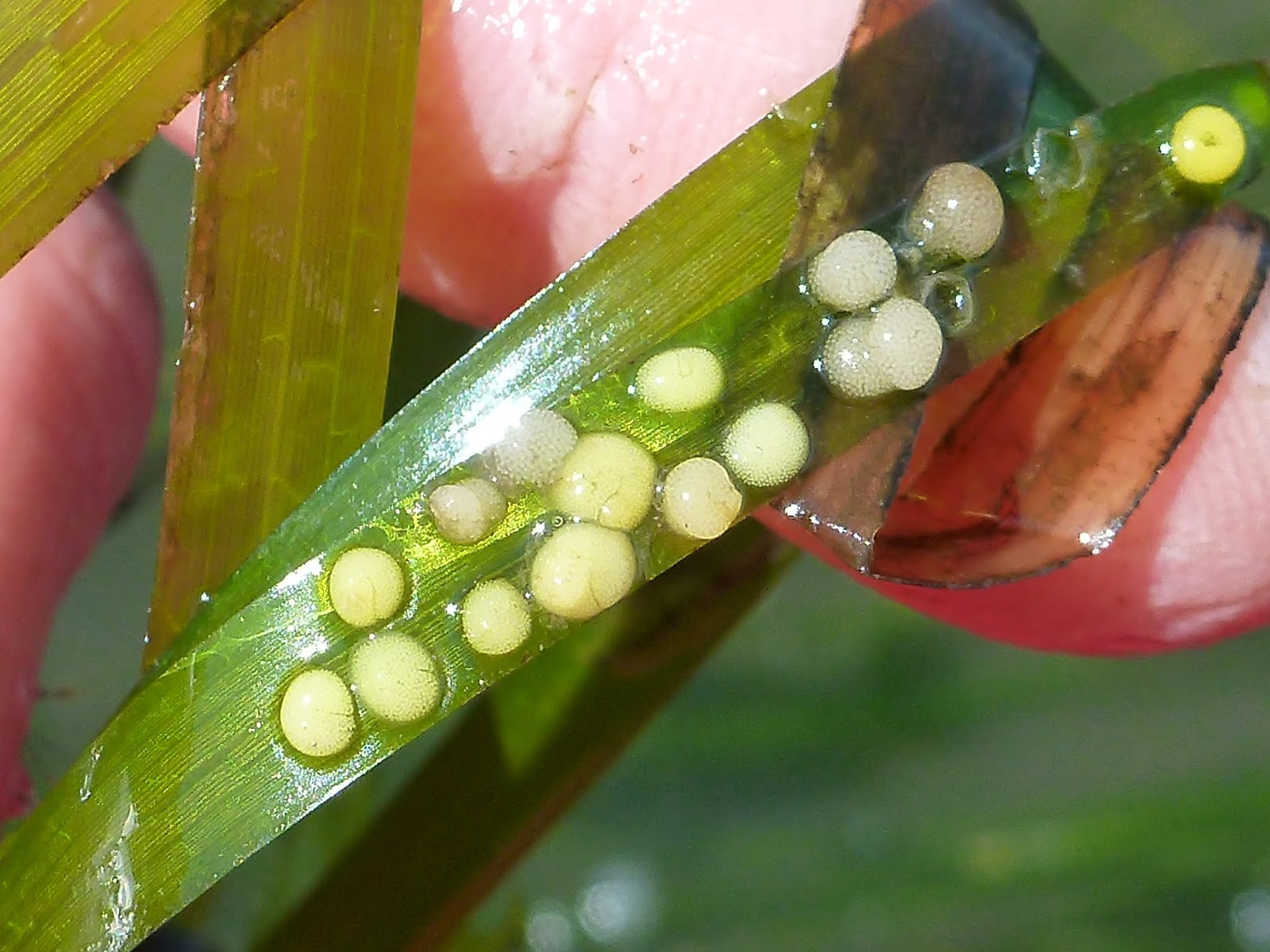 Buzz's Marine Life of Puget Sound: LACUNA SNAIL REPRODUCTIVE EXPLOSION