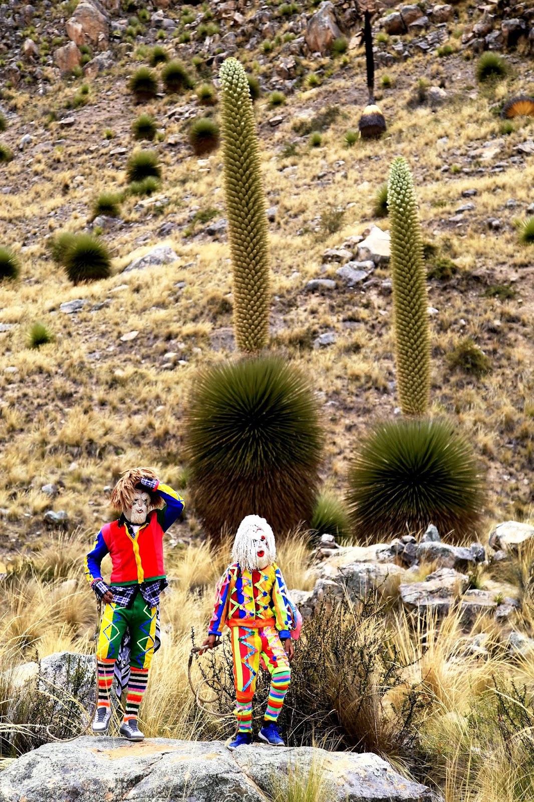 Jauja - Macko Leiva: Espectáculo de la inflorescencia de la Puya ...