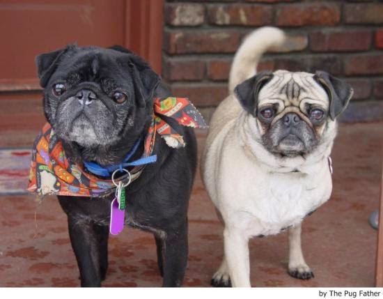 perros pug : febrero 2015