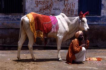 INSTITUTO DE BIOLOGIA & INGENIERIA DE ECOSISTEMAS: LAS VACAS SAGRADAS ...