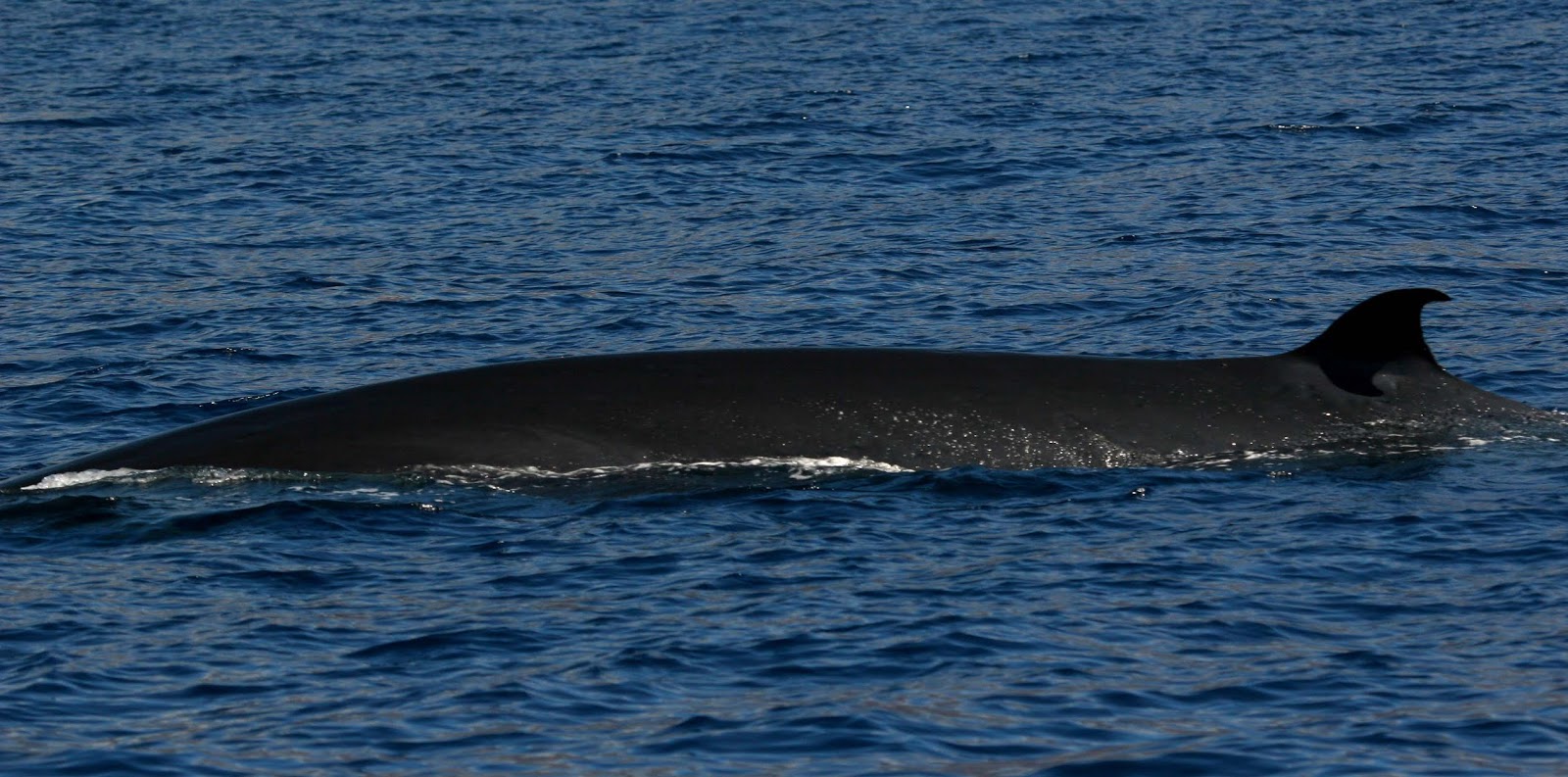 Baleia-de-Bryde (Balaenoptera edeni)