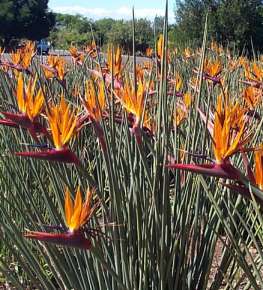 WHAT ARE STRELITZIA PLANTS? |The Garden of Eaden