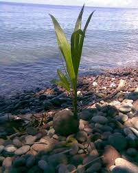jenis jenis penyebaran biji pada tumbuhan - lakeknow
