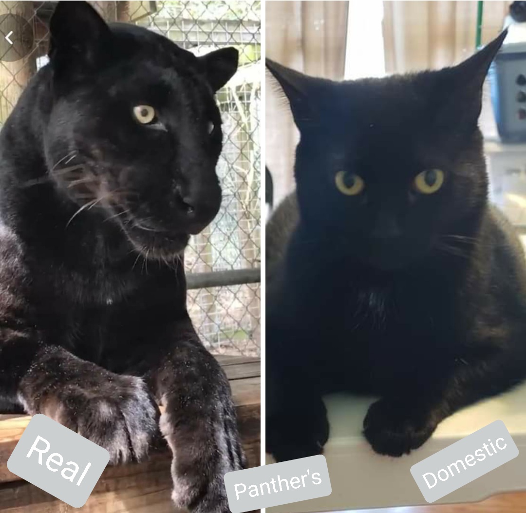 Jeannette's take on life: Panther & Mini Panther