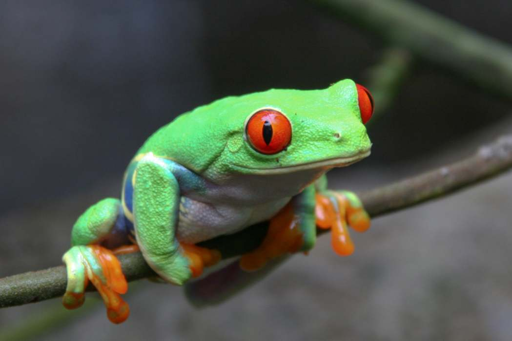 Paleozoic era → Amphibian (395 MA)