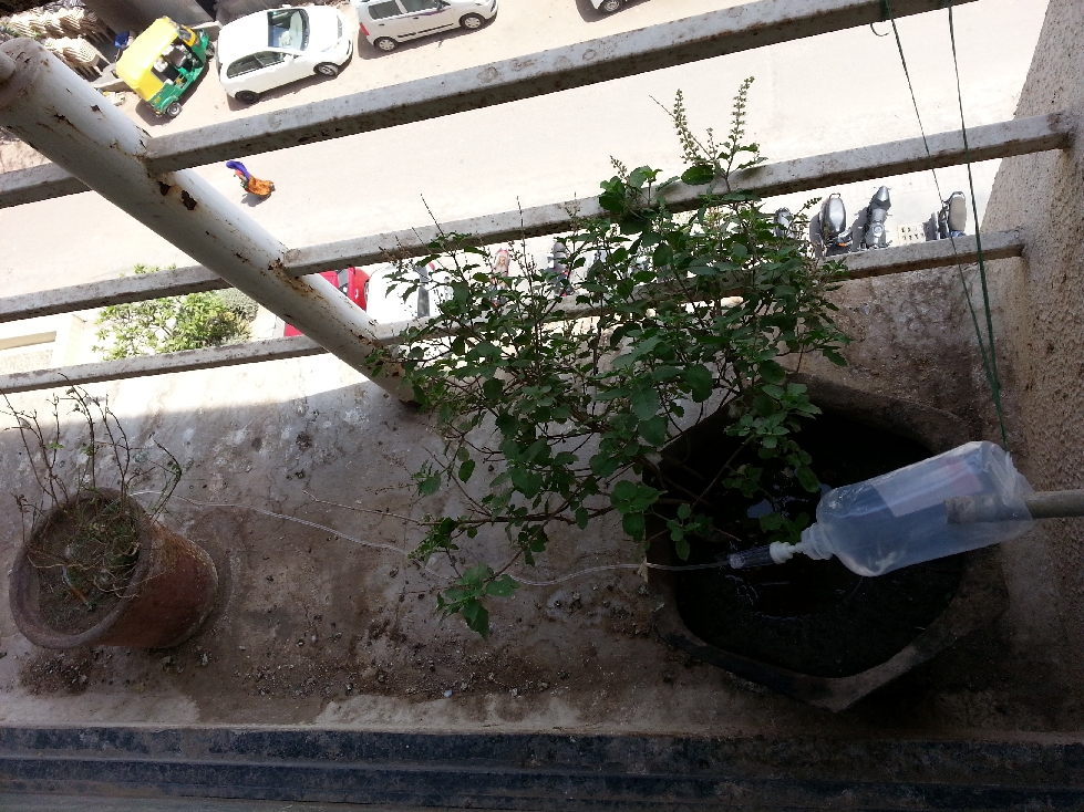 DIY Drip Irrigation System Made Using IV Bottle and Tube