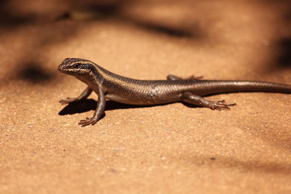 Gardening in Africa: My garden residents
