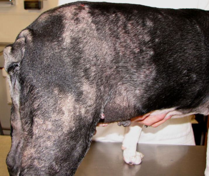Signs Of Skin Cancer In Dogs at Cristopher Robertson blog