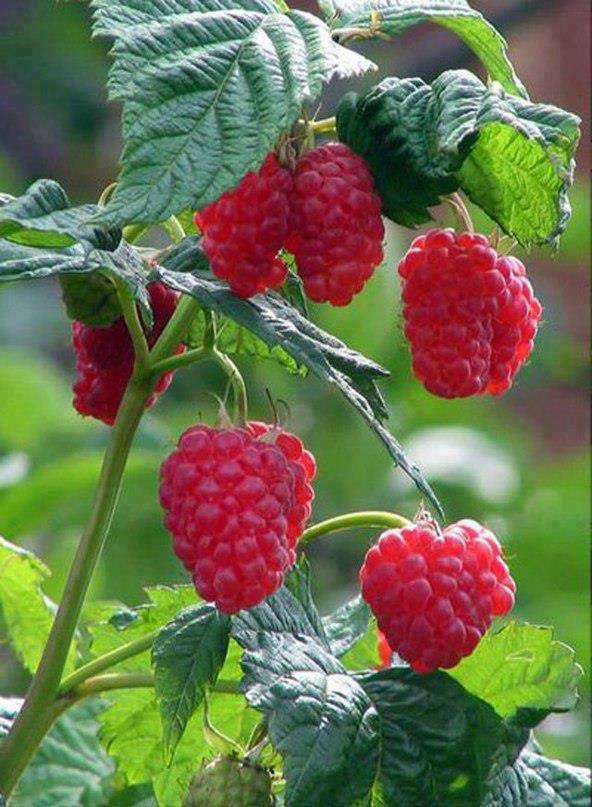 European raspberry - Rubus idaeus - a fruit with high nutritional ...