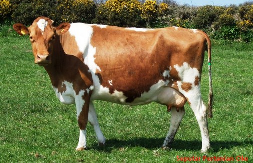 2900 Foto dan Gambar Sapi Beserta Jenis Jenisnya - REFERENSI ILMU ...