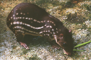 Jorge Edim: PACA - CARACTERÍSTICAS PRINCIPAIS