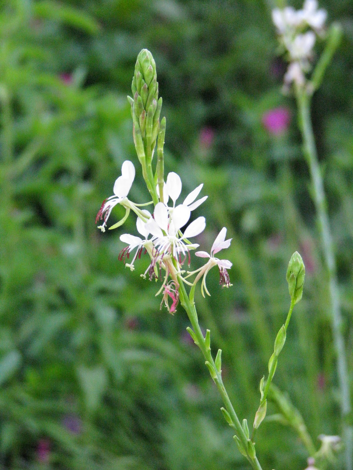 Plano Prairie Garden: The Week After National Wildflower Week