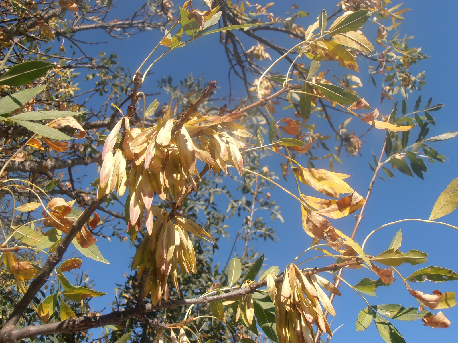 Entre plantas y bichos: Fraxinus excelsior (Fresno)