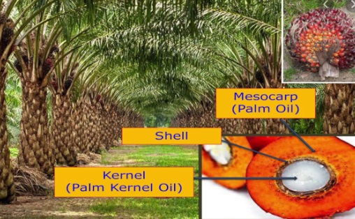 Anim Agro Technology: MINYAK SAWIT MALAYSIA - BESAR SUMBANGAN