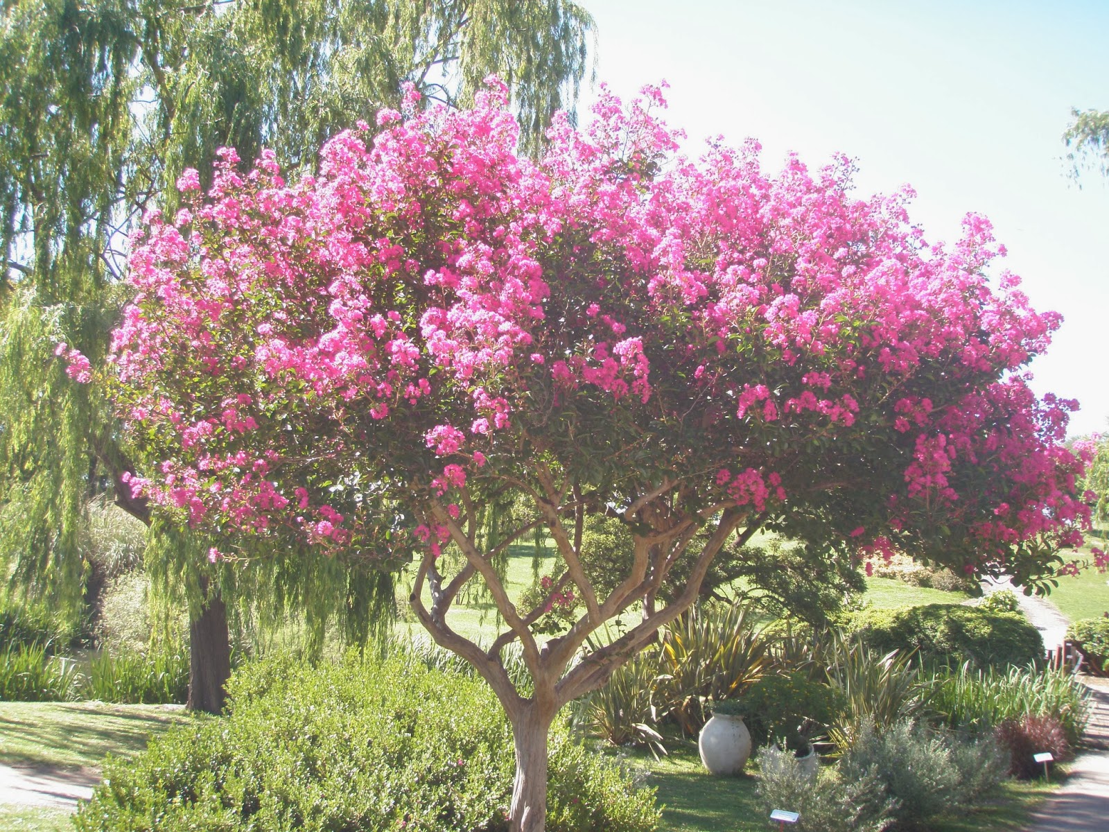 Jardín Botánico de Córdoba: Paseo de las Flores - Crespón