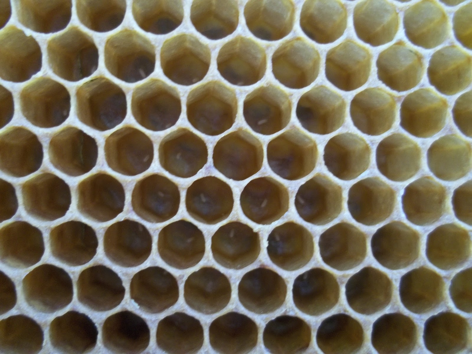 LE API E L'APICOLTURA - APIMANIA: Covata fresca e Cupolini