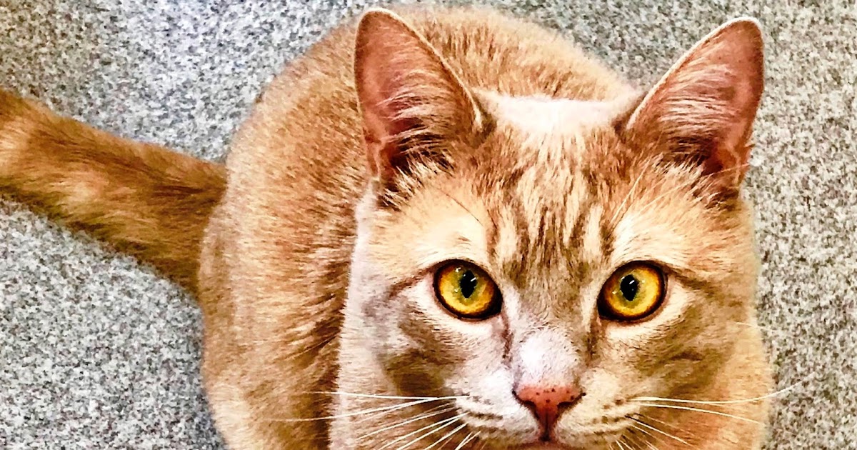 Progressive Charlestown: Kitty of the week