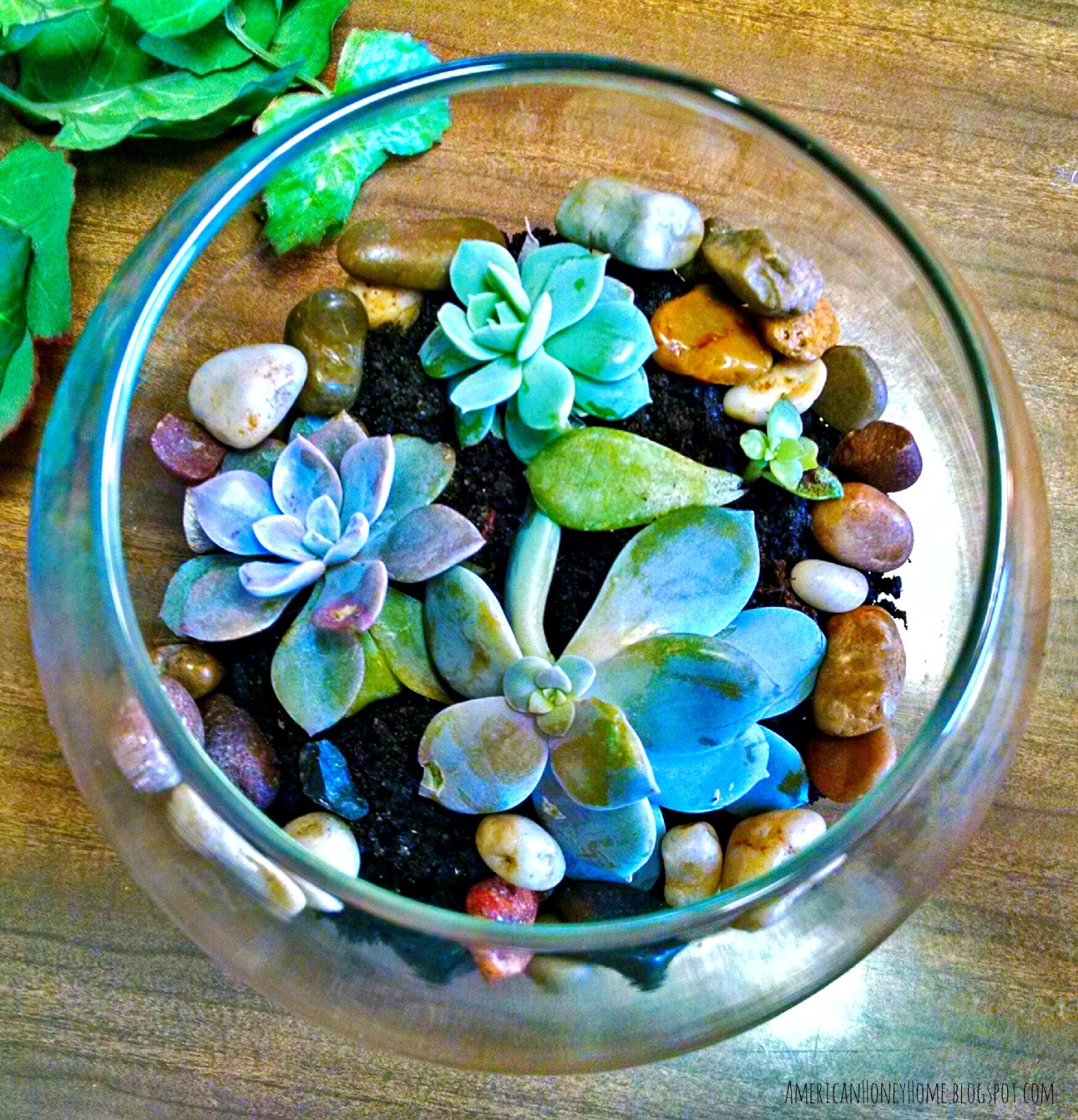 American Honey Home: Dollar Store Terrarium