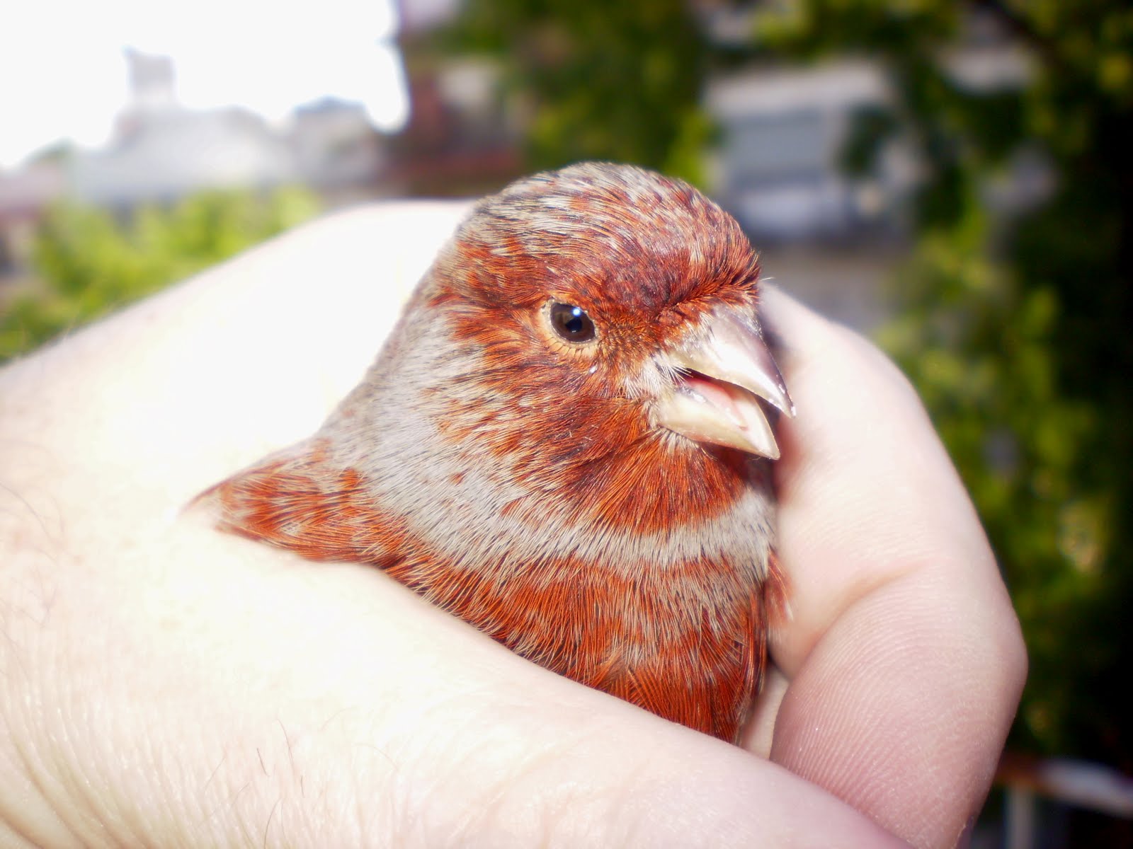 CANARIOS DE COLOR ( Norberto Irazoqui) canariosdecolor@fibertel.com.ar ...