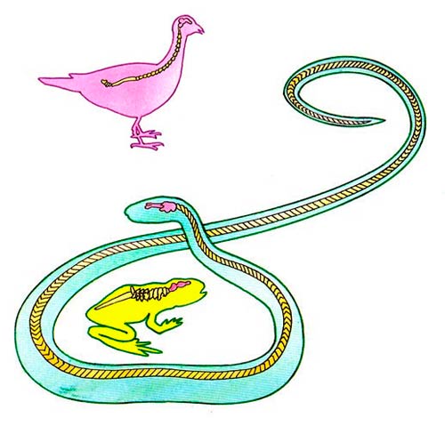 What is a Backbone and What does the Backbone do?