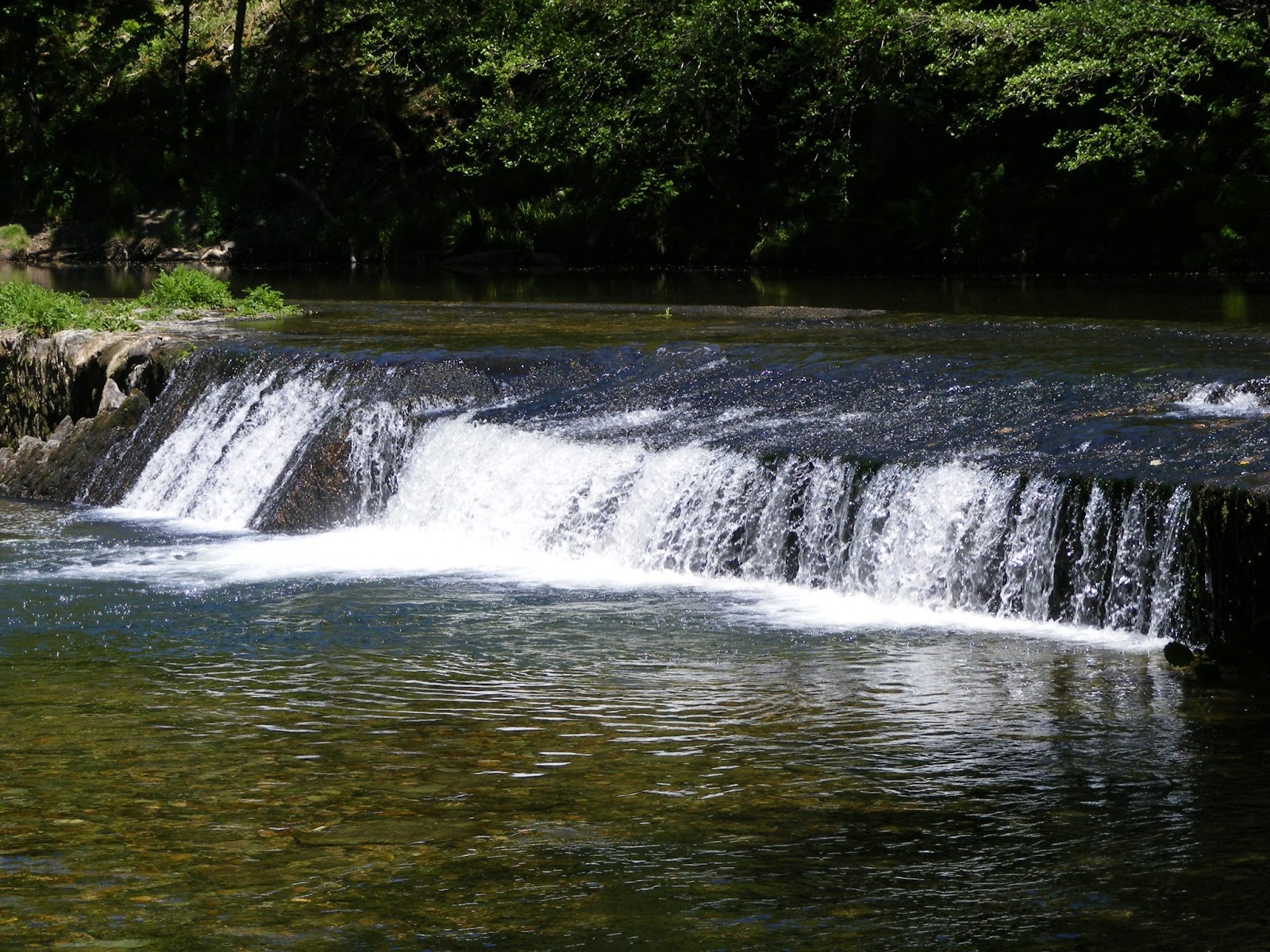 Life in Plymouth: Plym Bridge Peregrine Falcons