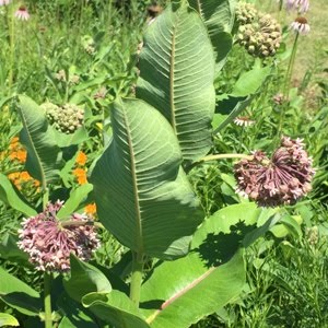 Demonstration Prairie: Prairie Forbs & Grasses