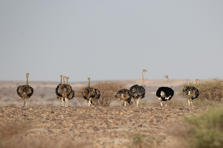 Birds of Saudi Arabia: North African Red-necked Ostrich – Mahazat as ...