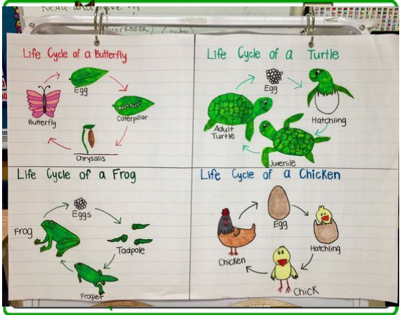 Teacher Vero D 2nd Grade: SCIENCE: Life cycles of Living Things.