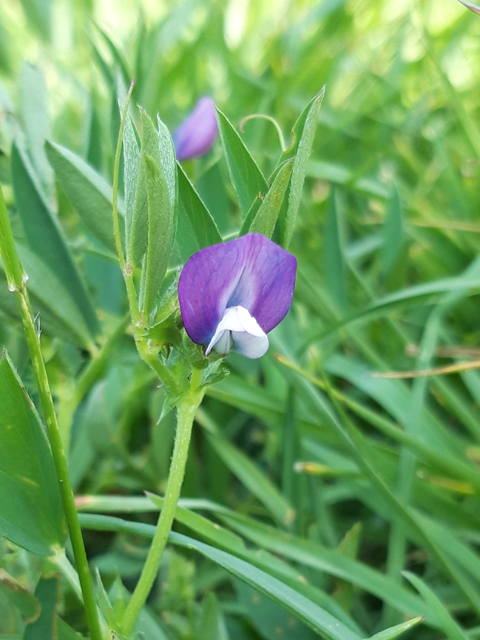 Portland Bird Observatory and Field Centre: 5th June