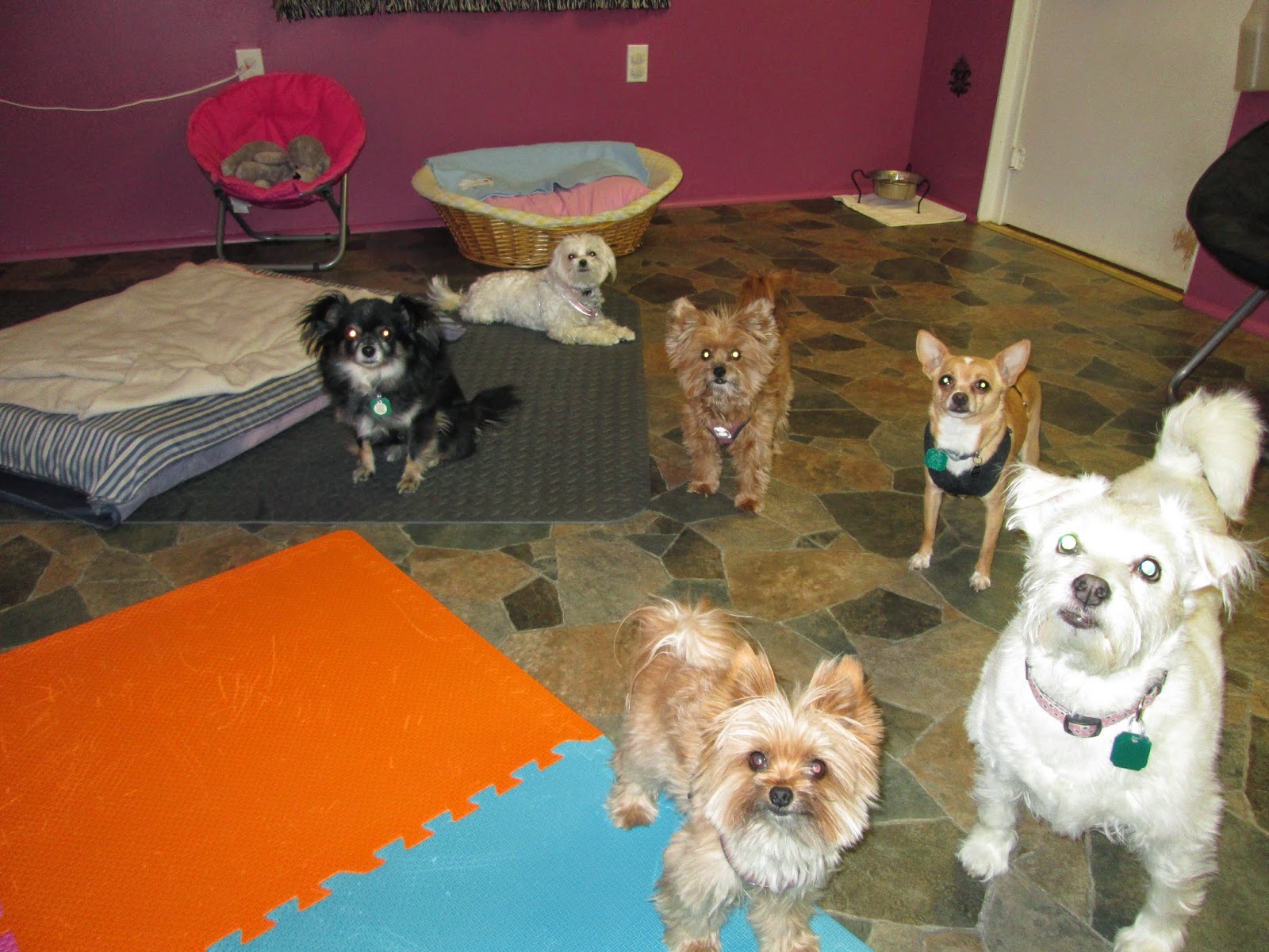The Lavish Lair Small Breed Doggy Daycare Dog Blog