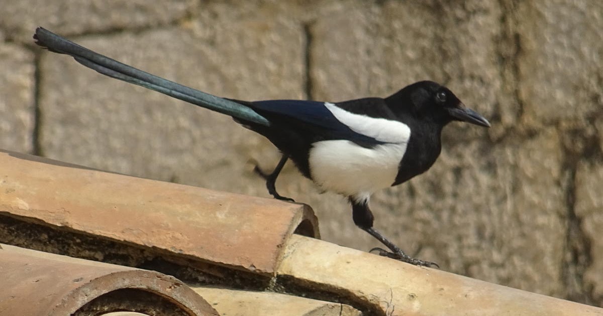 CAMINANT: La garsa, ocell amb fama de lladregot