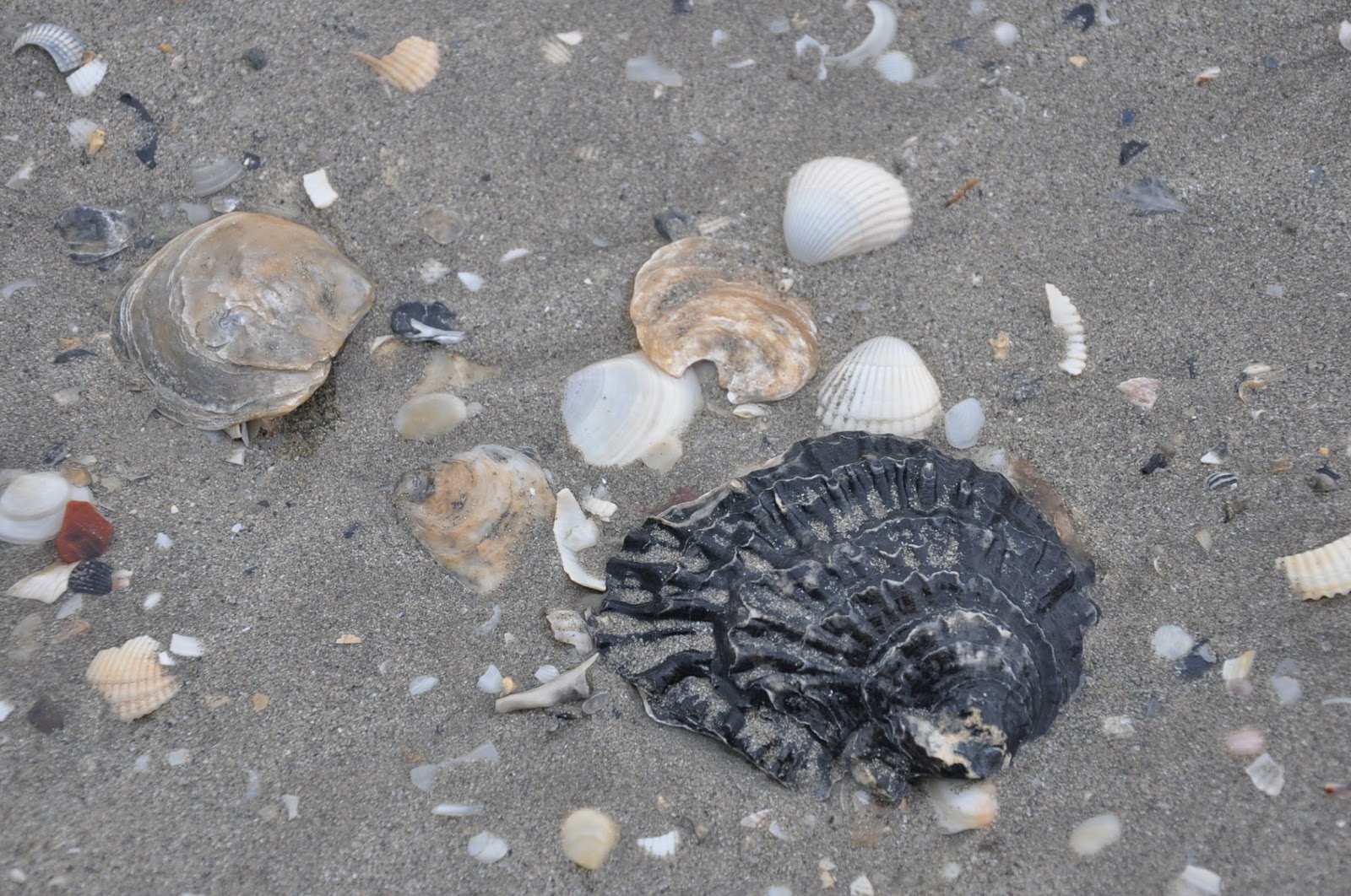 du Viviers sur mer à Cancale 4 septembre 2015