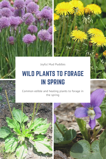 7 common plants to forage in the spring