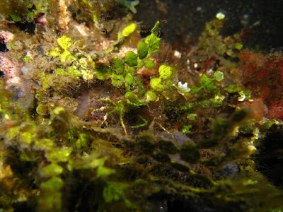 Real Monstrosities: Halimeda Crab