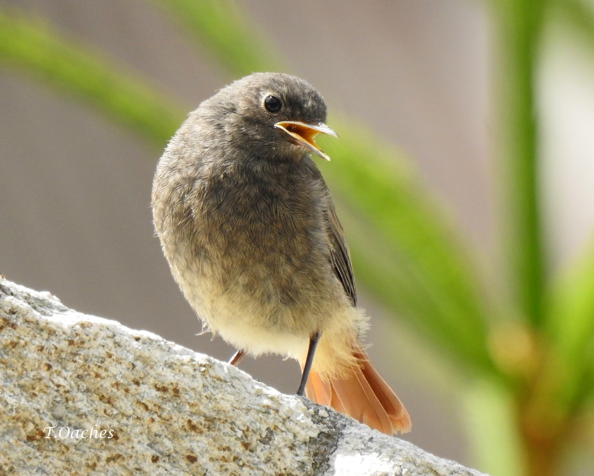 PASARI DIN ROMANIA: CODROS DE MUNTE (1), Phoenicurus ochruros