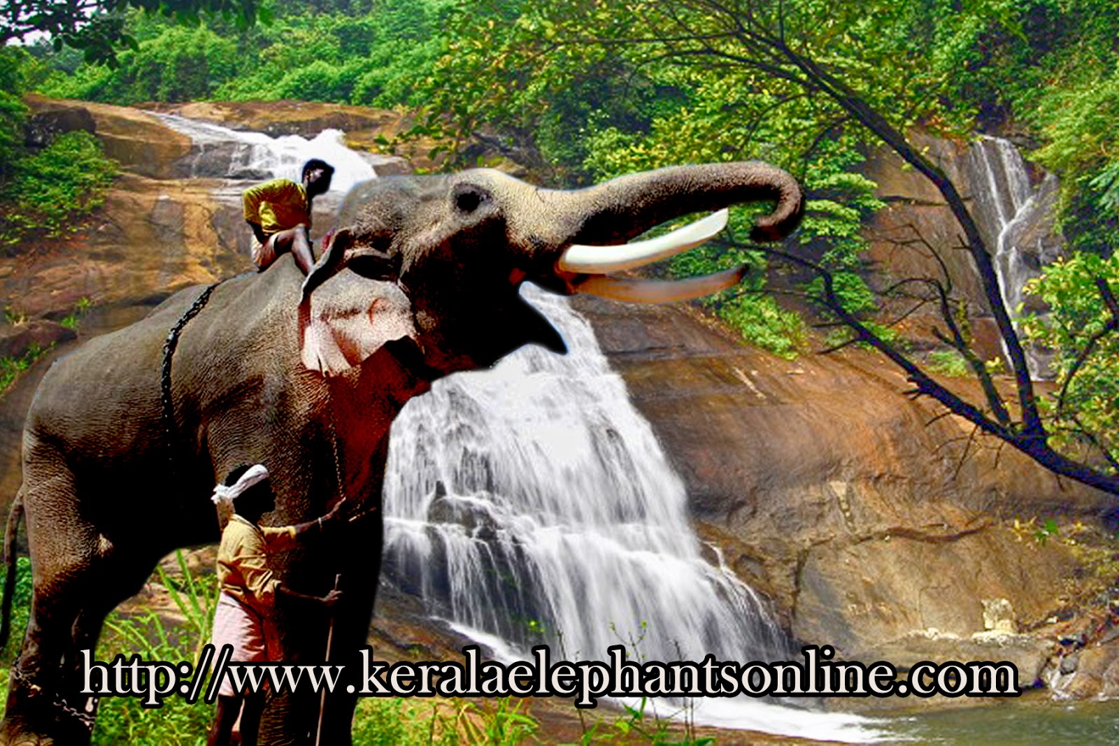 Kerala Elephants Images | Kerala elephants wallpapers HD | Kerala ...