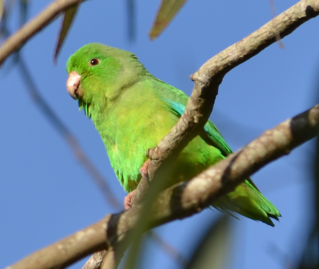 Aves de Jardín . Birds in our garden: Como se llama ese Pajarito?