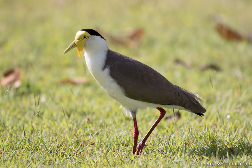 Birder's Blog...: Birding across continents: Yellow Wattles and Lapwings...