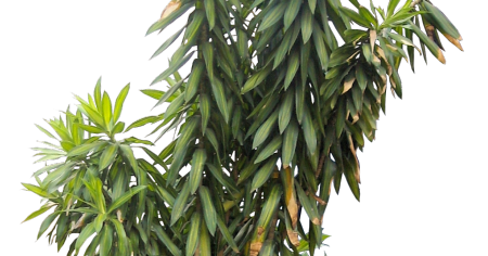 Tropical Plant Pictures: Dracaena Reflexa