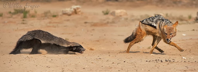Why are honey badgers so aggressive? | Interestingfactswildlife.in