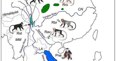 Species New to Science: [Mammalogy • 2012] Odd-Nosed Monkey Phylogeny ...